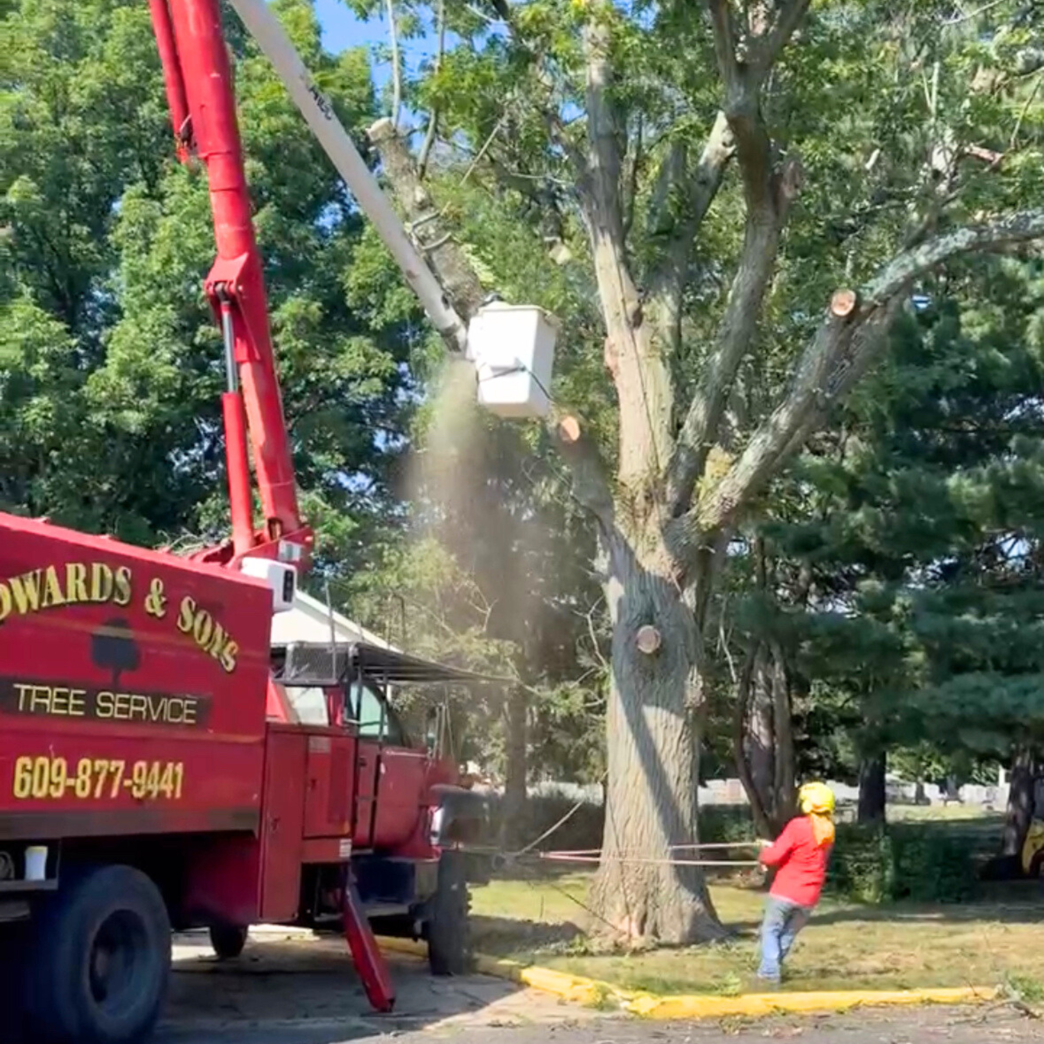 Tree Removal – Edwards and Sons Tree Service
